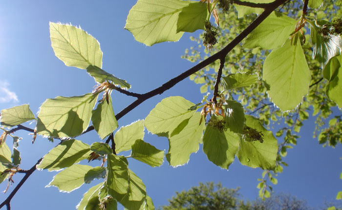 Spring Leaves at Oxford Brookes University
