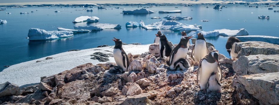 Seabird Watch & Penguin Watch - Oxford Brookes University