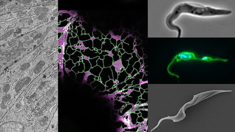 Centre for Bioimaging at Oxford Brookes University