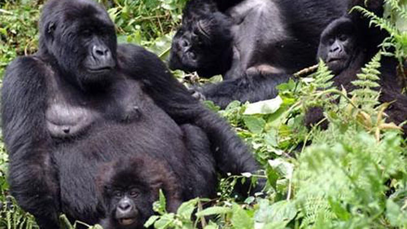 Primatology and Conservation at Oxford Brookes University