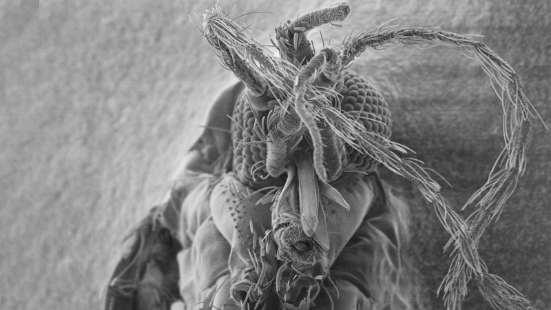 Molecular Cell Biology of Parasite Morphology at Oxford Brookes University