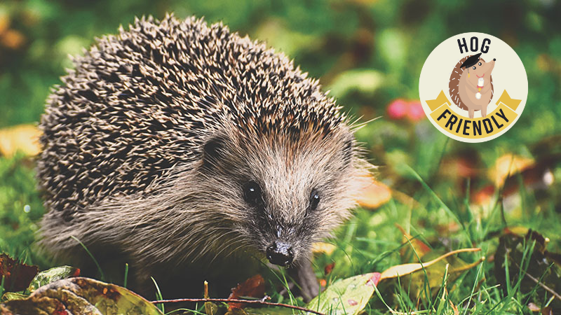Has anybody seen a hedgehog? - Oxford Brookes University
